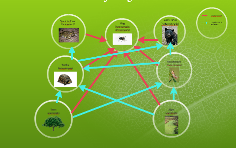 Food Web for Big Bend by Alexandra Rollwitz on Prezi