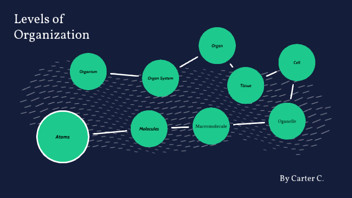 Levels of Organization by CARTER CUSHMAN on Prezi