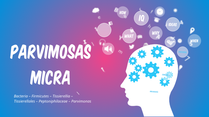 Parvimosas micro by Diana Martv on Prezi