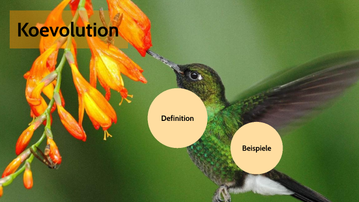 Koevolution by Jamy Lee on Prezi