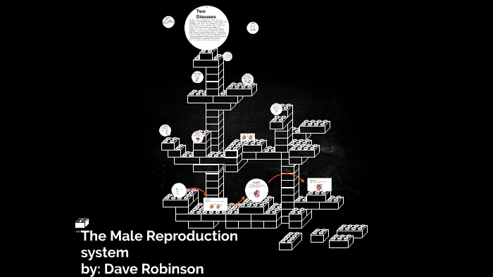 The Male Reproduction system by dave robinson on Prezi