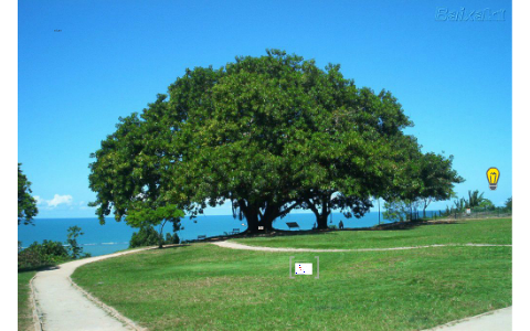 Arvore das patacas by Ana Martins on Prezi