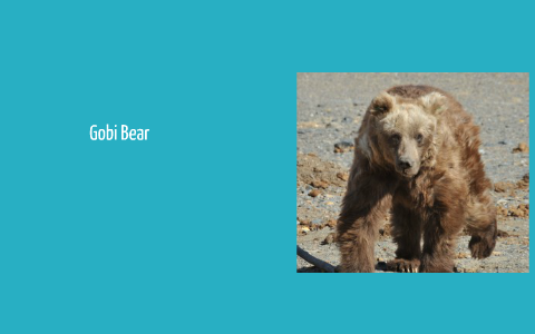 Gobi Bear by Maria Rodriguez on Prezi