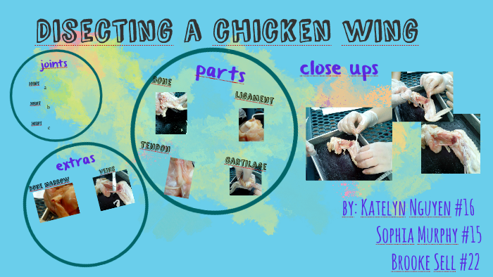 Disecting a chicken wings by Katelyn Nguyen on Prezi