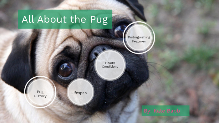 All About the Pug by Catherine Babb on Prezi