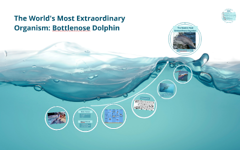 The World's Most Extraordinary Organism: Bottlenose Dolphin by hailey ...