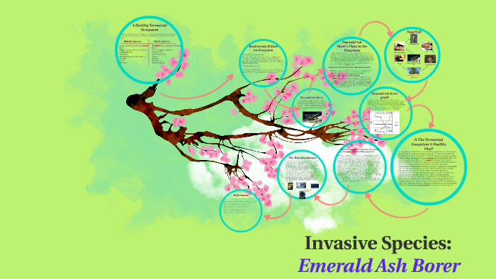 Invasive Species: Emerald Ash Borer by Emily Morton on Prezi