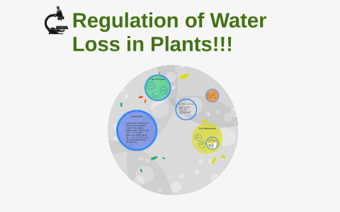 Regulation of Water Loss in Plants!!! by Sam Saghafi on Prezi