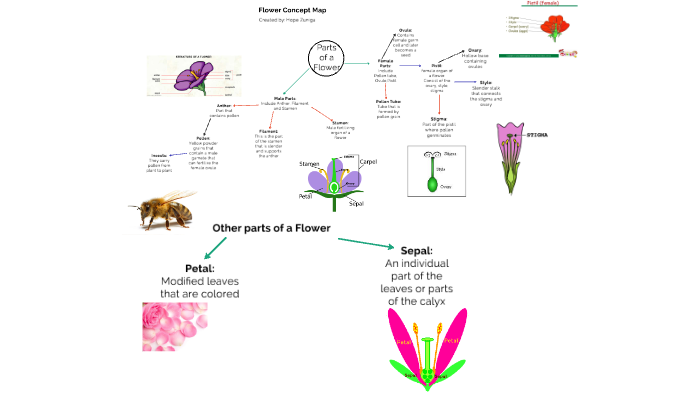 Flower Concept Map by Hope Zuniga on Prezi