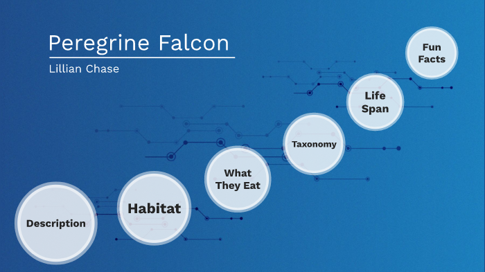 Peregrine Falcon-Lillian Chase by Lillian Chase on Prezi
