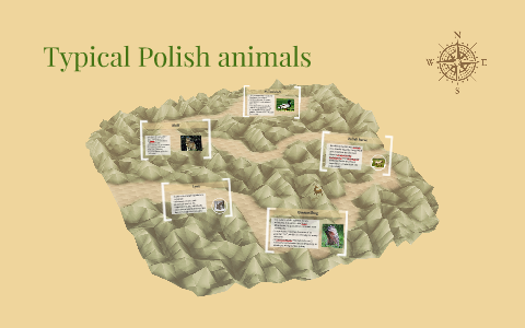 Typical Polish animals by Natalia Szczyrk on Prezi