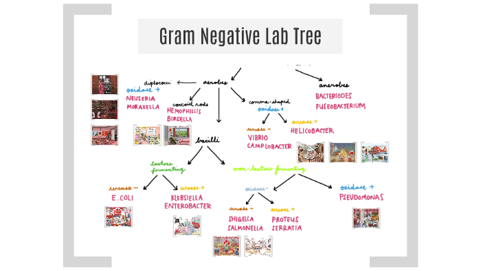 Gram Negative Bacteria Tree by Jasmine Thai on Prezi