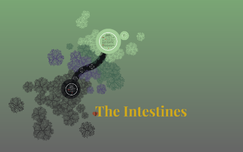 The Intestines by Emily Jobe on Prezi
