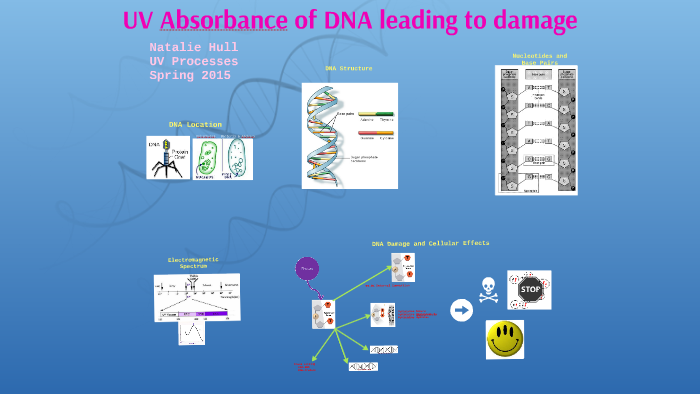 UV Absorbance of DNA leading to damage by Natalie Hull