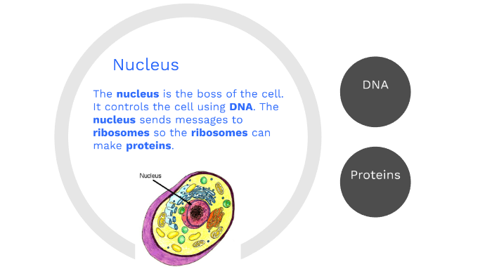How Organelles Work Together by Suzette Boland on Prezi