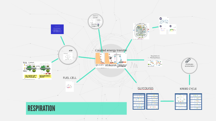 RESPIRATION by Peter Gulian on Prezi