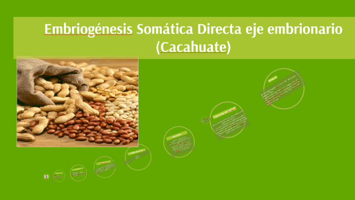 Embriogénesis Somática Directa eje embrionario (Cacahuate) by selma ...