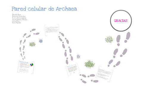 Pared celular de archaea en general by soranny fernandez on Prezi