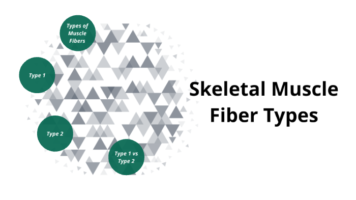 Skeletal Muscle Fiber Types by Maddie B on Prezi