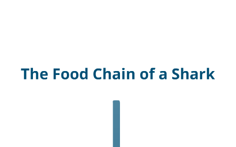 The Food Chain of a Shark by Caleb Boehm on Prezi