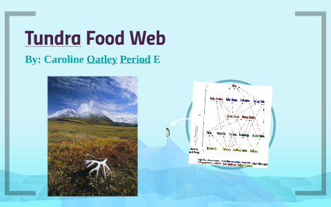 Tundra Food Web by Caroline Oatley on Prezi