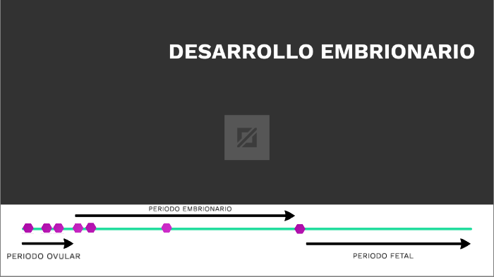 Fases del embrión by Angela Martinez Azor on Prezi