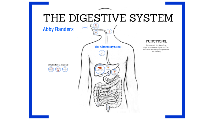 THE DIGESTIVE SYSTEM by Abby Flanders on Prezi
