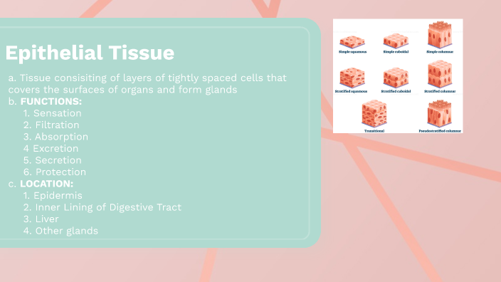 BIOL223 - LAB 2 & 3 Histology Flow Chart by Jaideanne Estrellas on Prezi