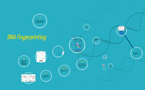 DNA Fingerprinting by Hamed Fathi on Prezi