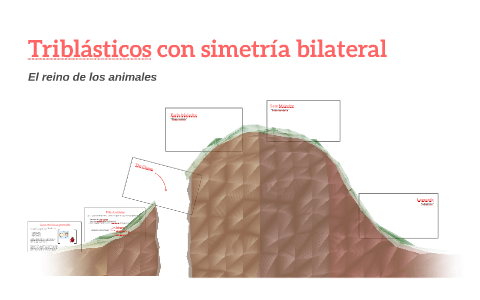 Triblásticos con simetría bilateral by Maria Membrive on Prezi
