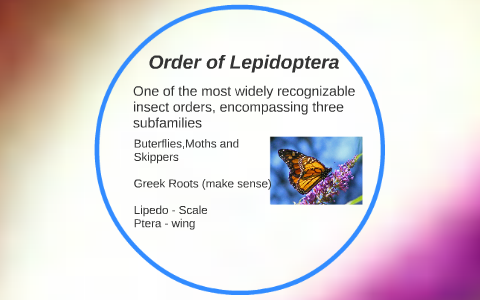 Order of Lepidoptera by Travis Converse on Prezi