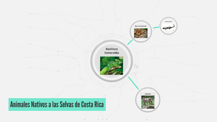 Brenda Yeo Spanish Presentation E Block by Jisoo Yeo on Prezi