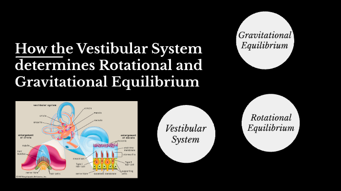 How the Vestibular System determines Rotational and Gravitational ...