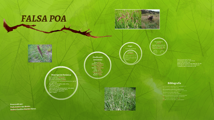 FALSA POA by Carolina Sánchez on Prezi