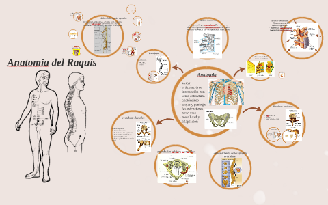 Anatomia del Raquis by gabri yo on Prezi