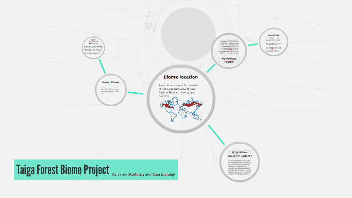 Taiga Forest Biome Project by Jason McMo on Prezi