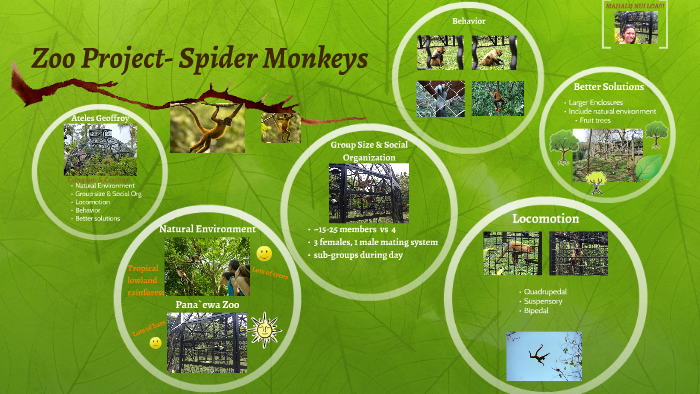 Zoo Project- Spider Monkeys by Kahealani Wilcox on Prezi