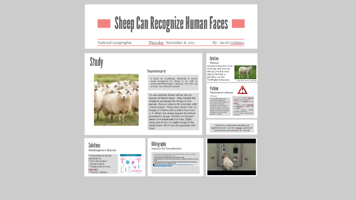 Sheep Can Recognize Human Faces by arena lafita on Prezi