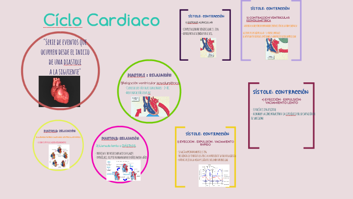 Ciclo cardiaco by Arantxa Ibarra on Prezi