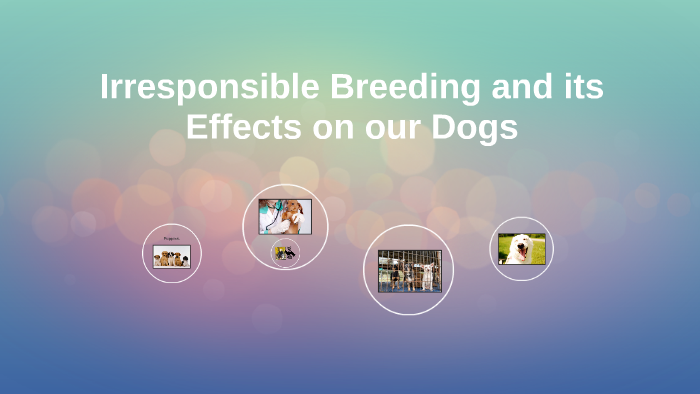 Irresponsible Breeding and its Effects on our dogs by Annika Vine