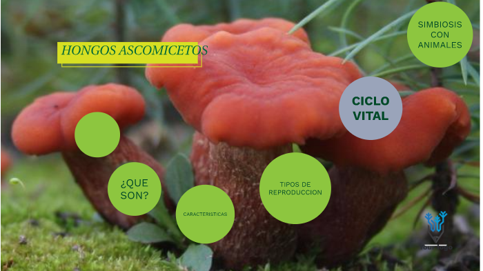 HONGOS ASCOMICETOS by jorge paul gonzalez gavilanes on Prezi