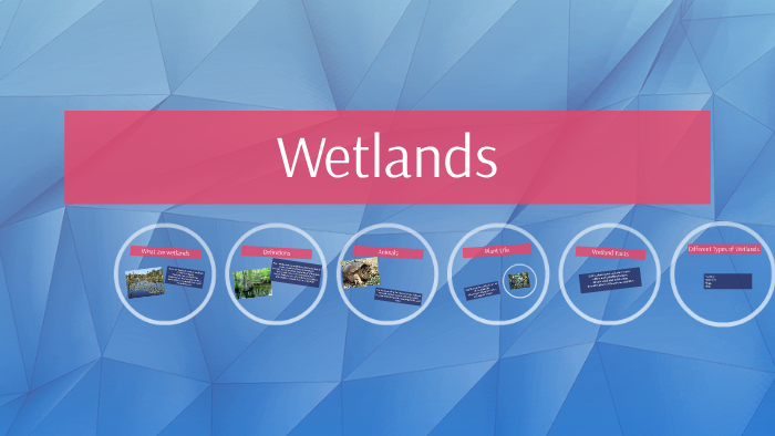 Wetlands by Kearsten Stouch on Prezi