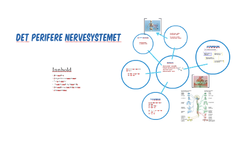 Det perifere nervesystemet by Mona-Linn Owe on Prezi