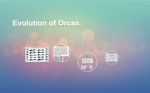 Evolution of Orcas by Em Calkins on Prezi