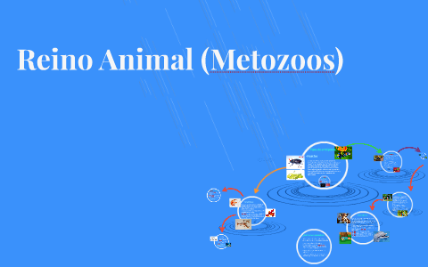 Reino Animal (Metozoos) by Laura García on Prezi