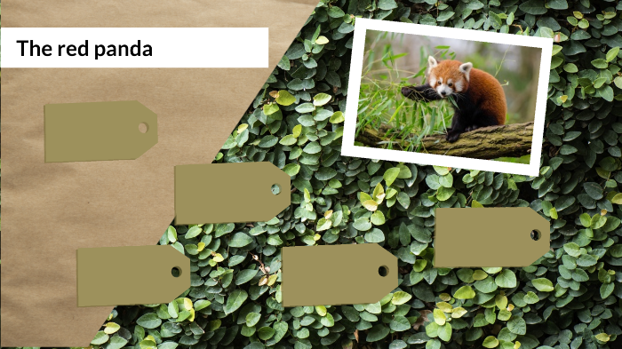 Biology red panda presentation by David Oosterveld on Prezi