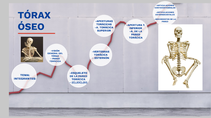 TORAX OSEO by Emily Bracamonte on Prezi
