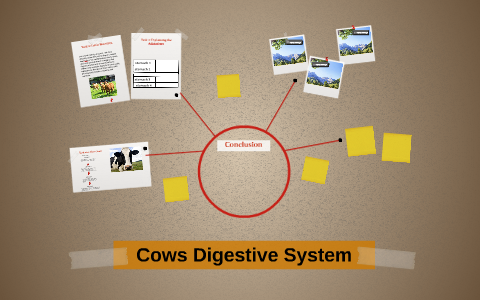 Cows Digestive System by Katie Taylor
