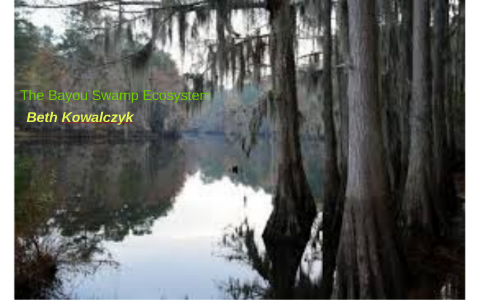 The Bayou Food Web by Beth Kowalczyk on Prezi