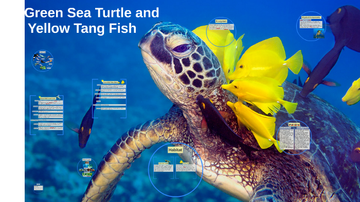 Green Sea Turtle and Yellow Tang Fish by Shelby Ablett on Prezi
